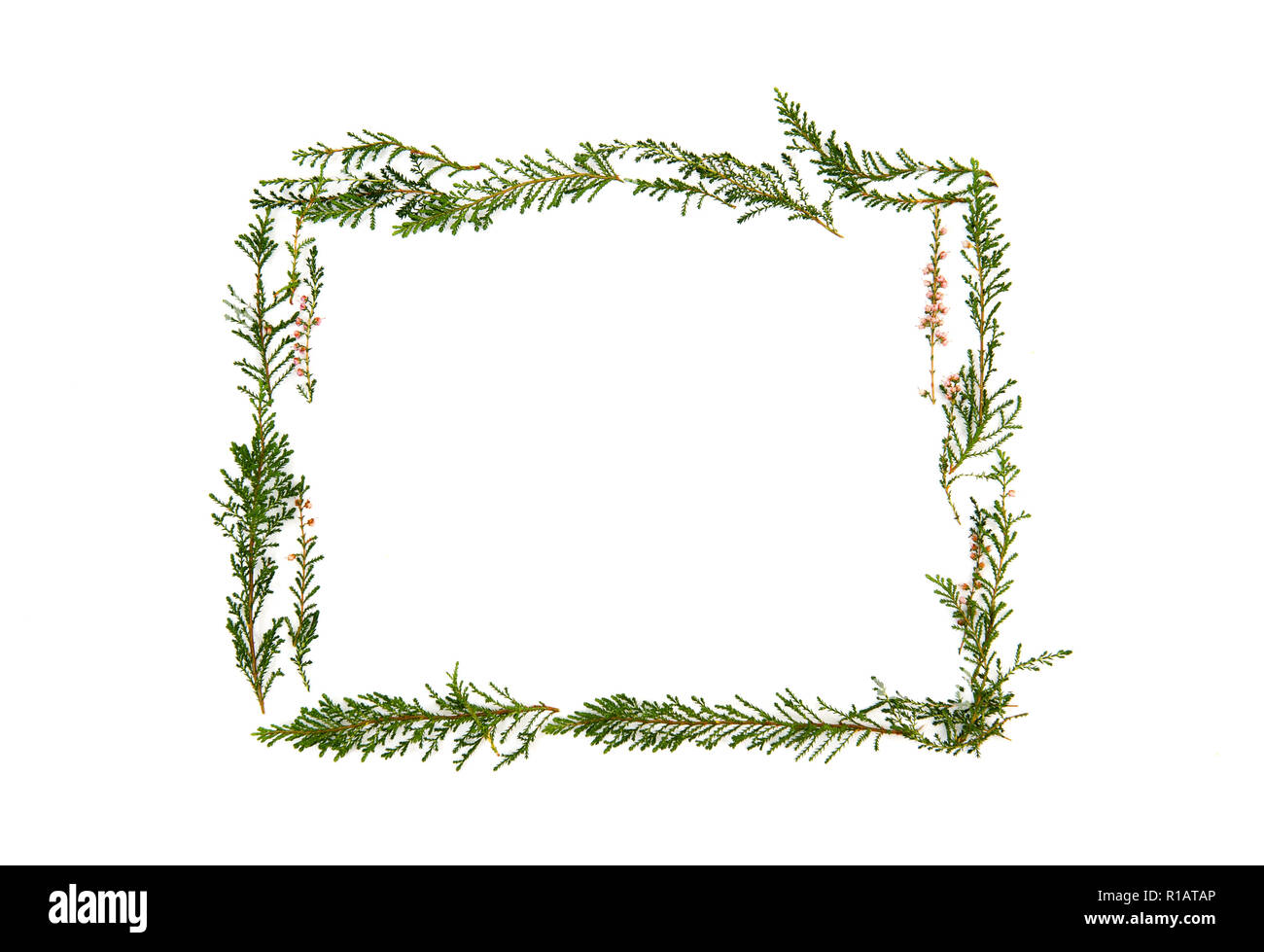 Heather Sprig Isolated High Resolution Stock Photography and Images - Alamy