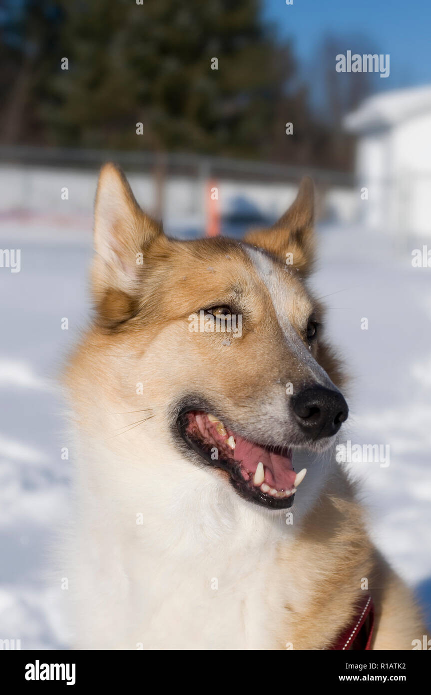 Beautiful and Friendly Portrait of a Collie Dog Viewed from the Front ...