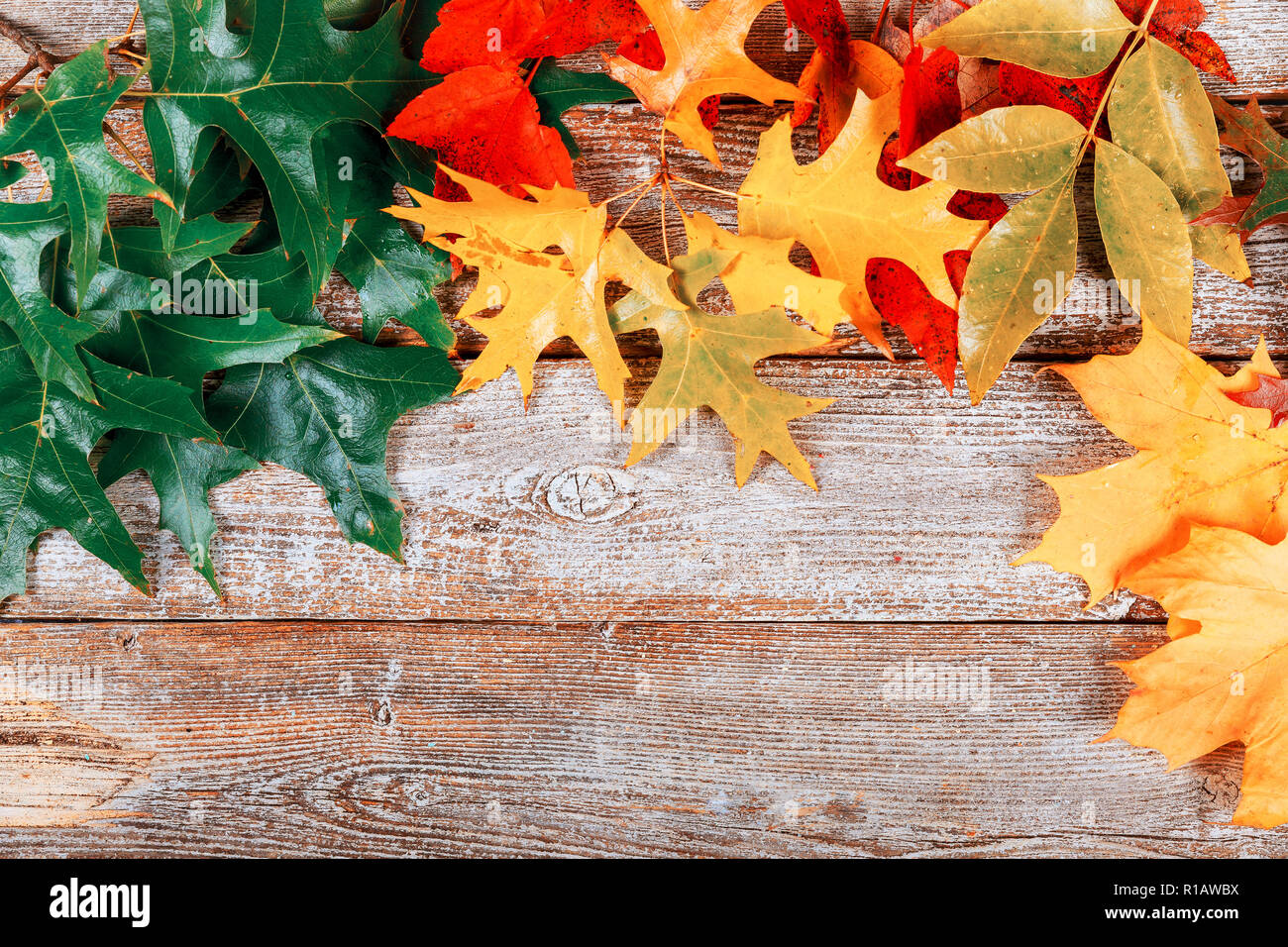 Colorful autumn leaves border frame on painted rustic barn wood blanks ...