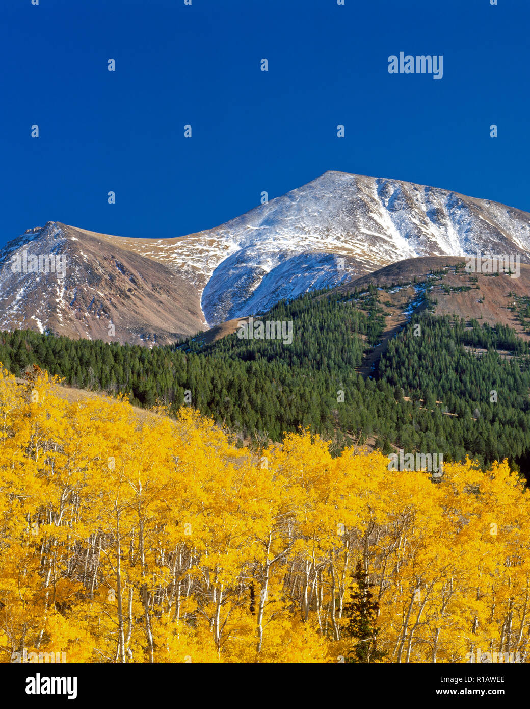 aspen in fall color below the lima peaks near lima, montana Stock Photo ...