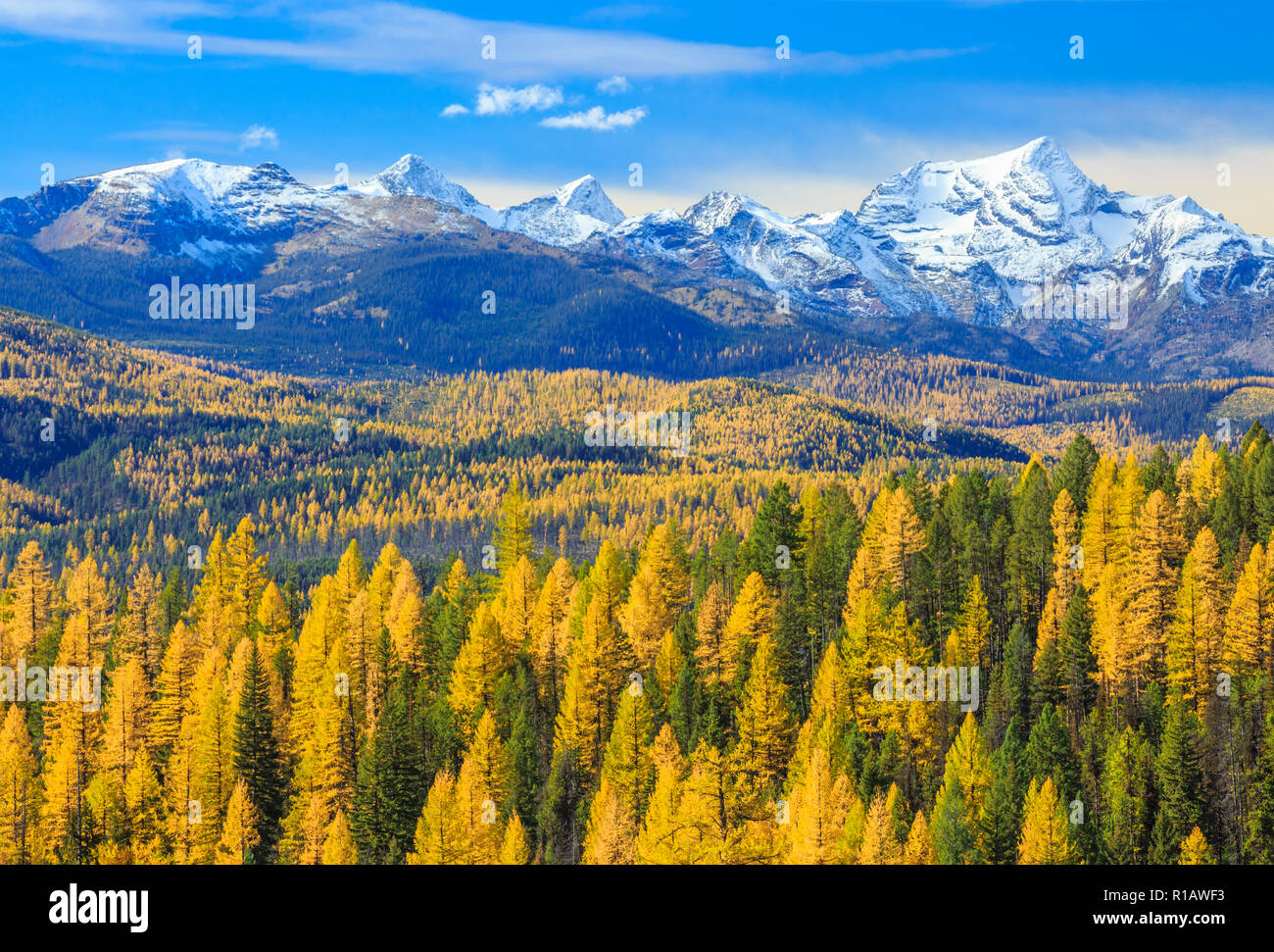 fall colors of larch in foothills of the seeley-swan valley below the ...