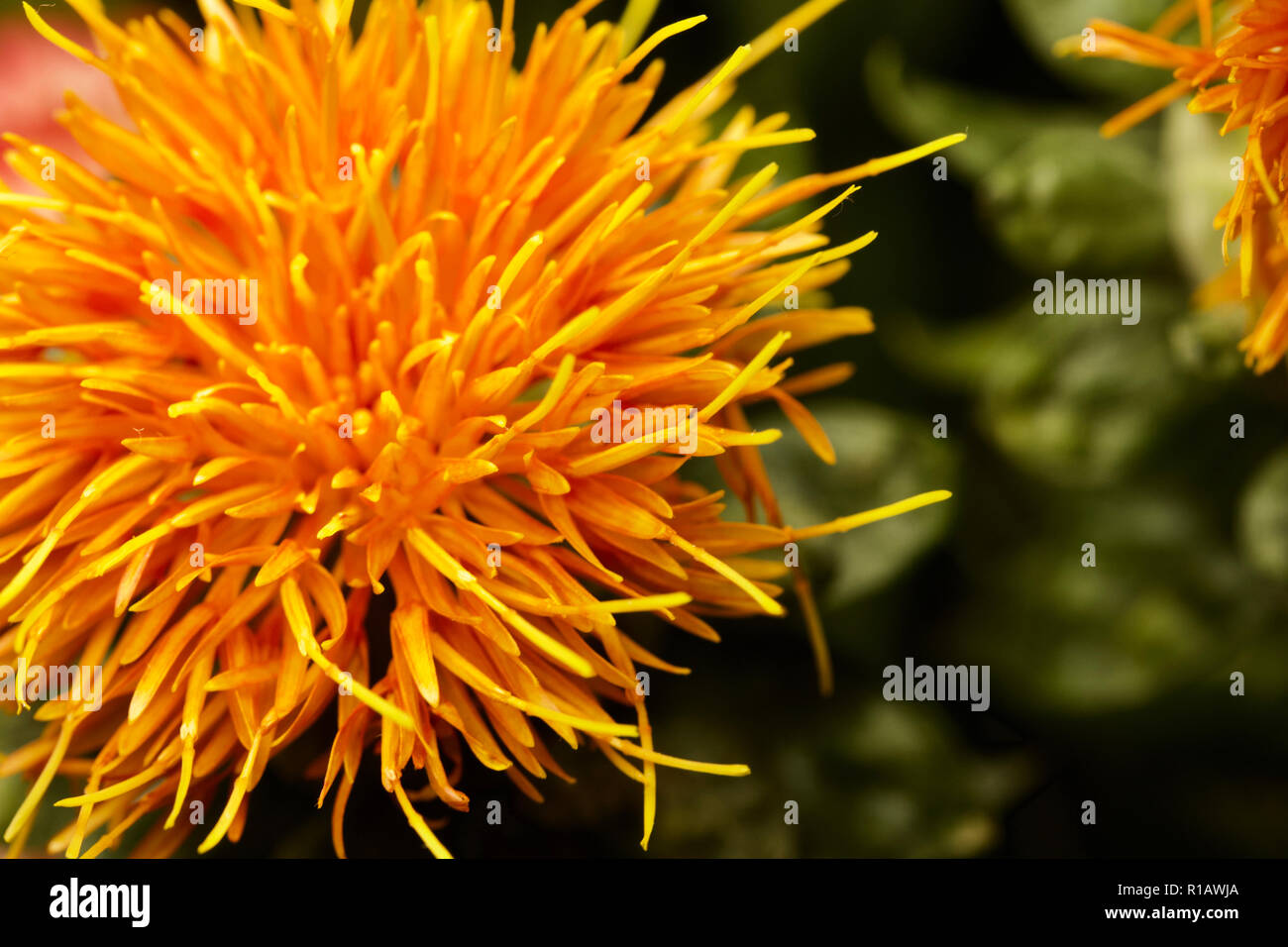Macro view of a single beautiful yellow pom-pom centaurea flower head ...