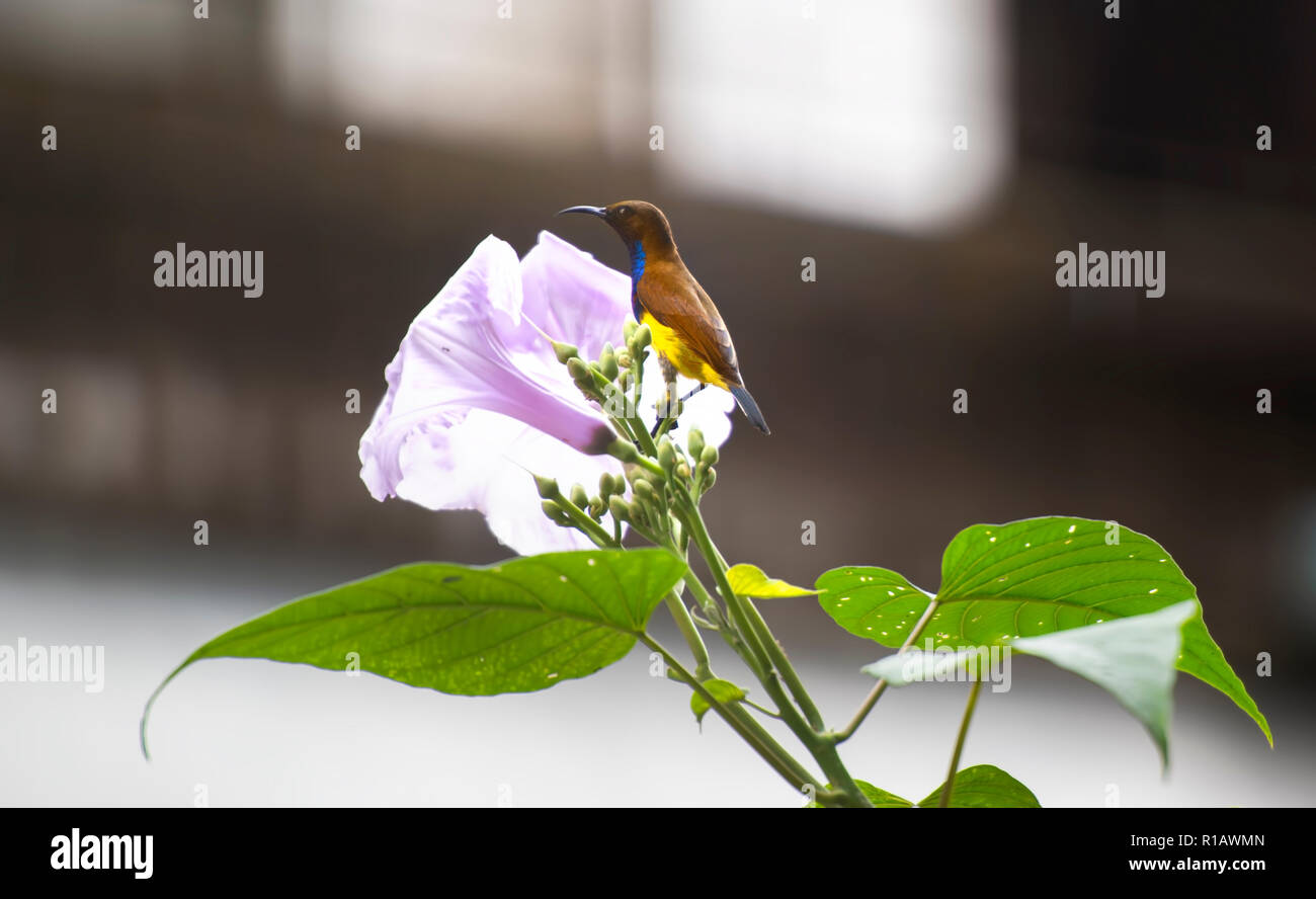 Sunbird with flower hi-res stock photography and images - Alamy