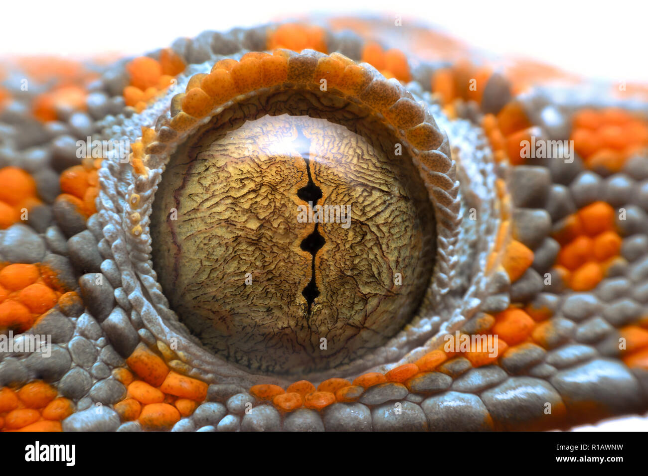 Tokay Gecko Eye