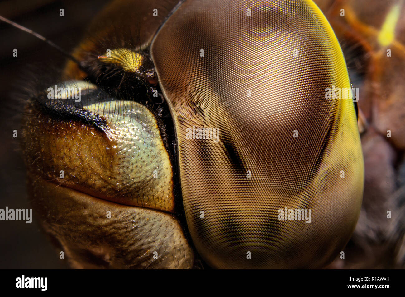 Dragonfly Larvae Underwater High Resolution Stock Photography and ...