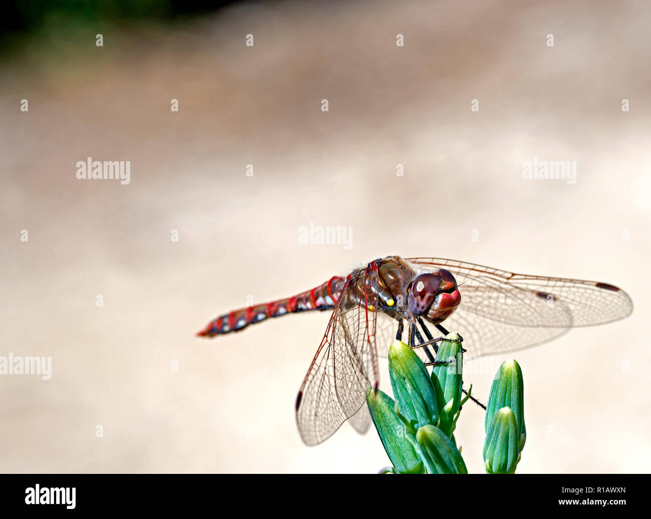 Dragonfly, Odonata, predator and prey near ponds and streams. They ...