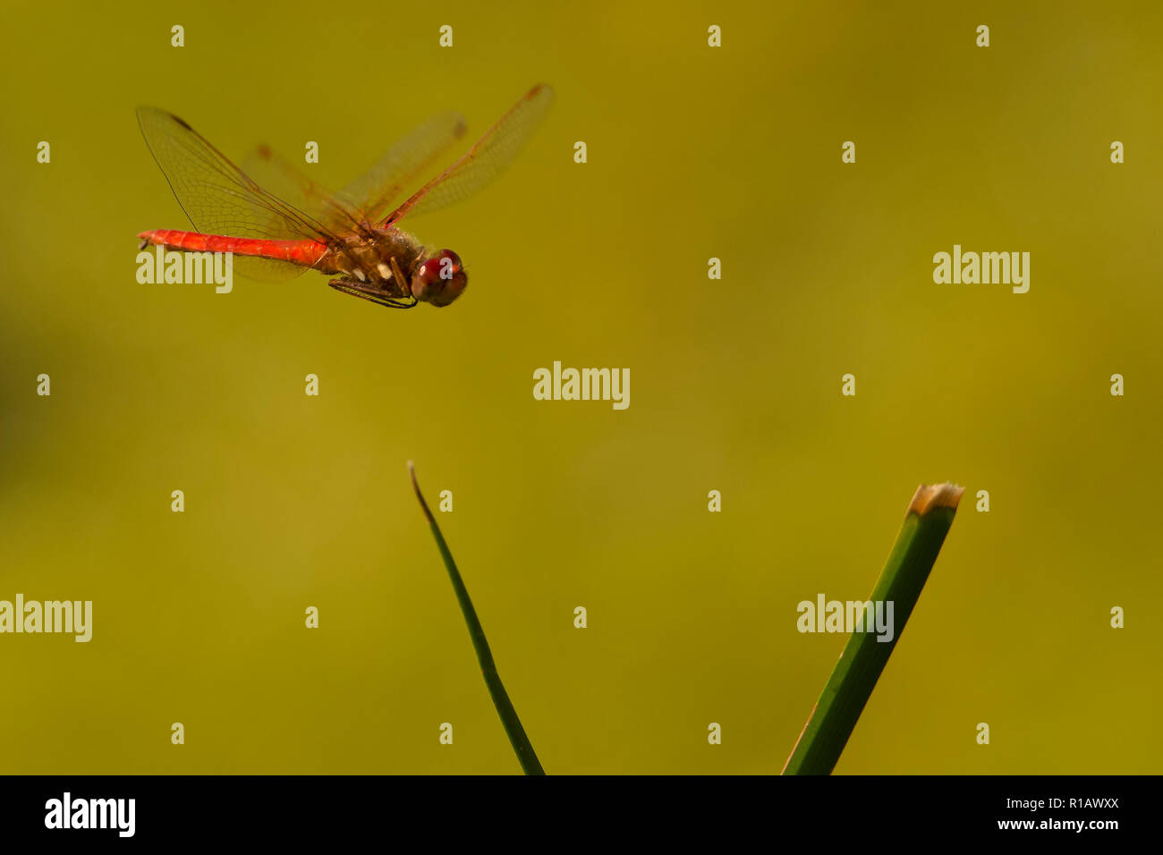 Dragonfly, Odonata, predator and prey near ponds and streams. They ...