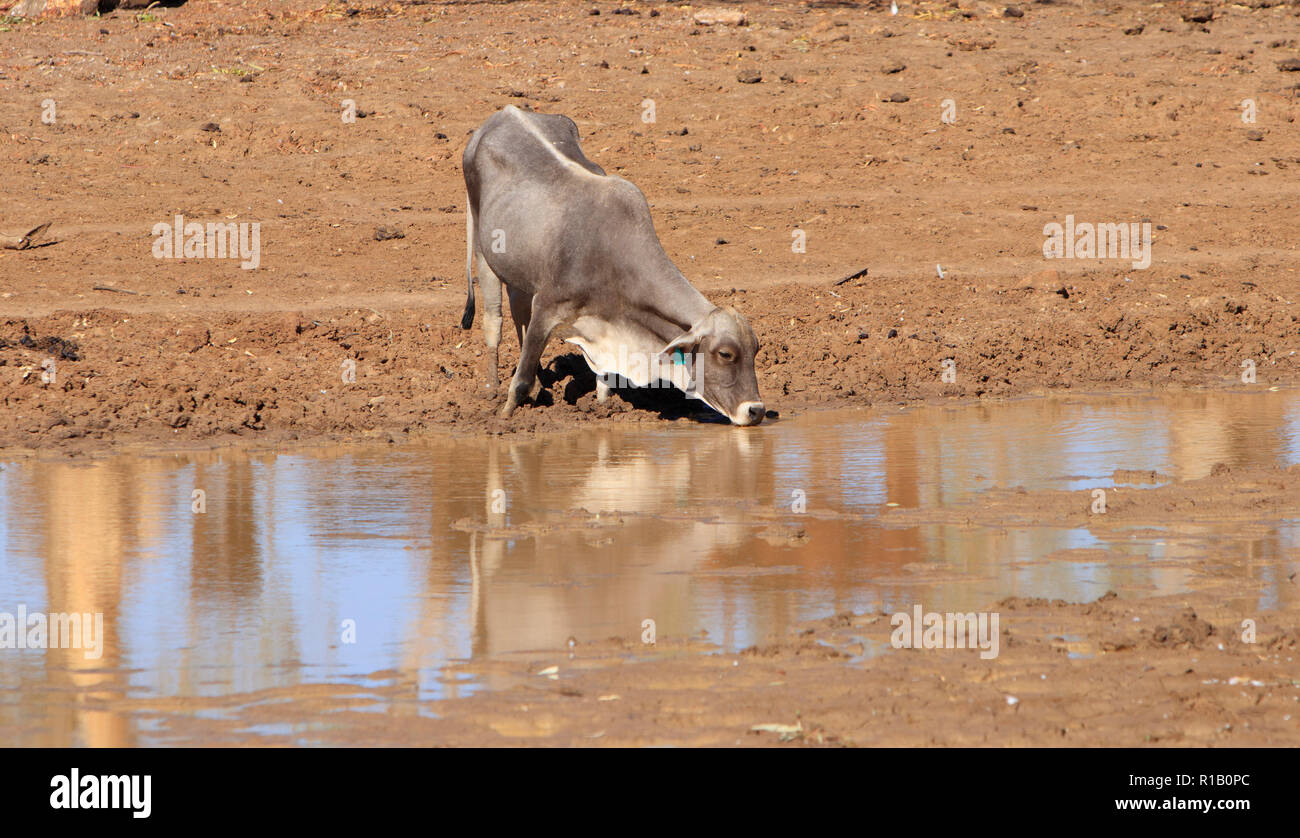 Cattle drinking water drought hi-res stock photography and images - Alamy