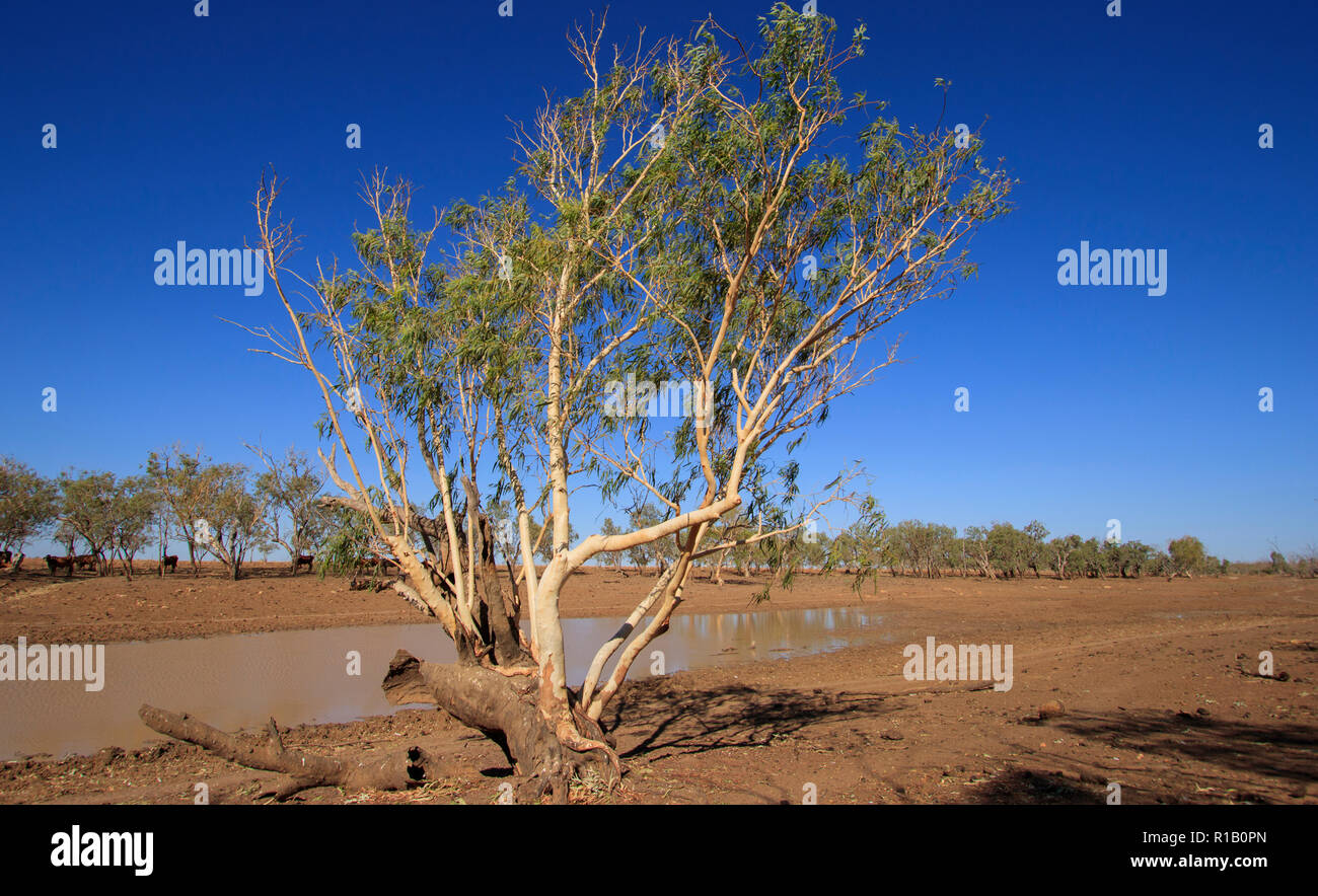 A gum tree on the banks of an outback Australian waterhole drying up ...