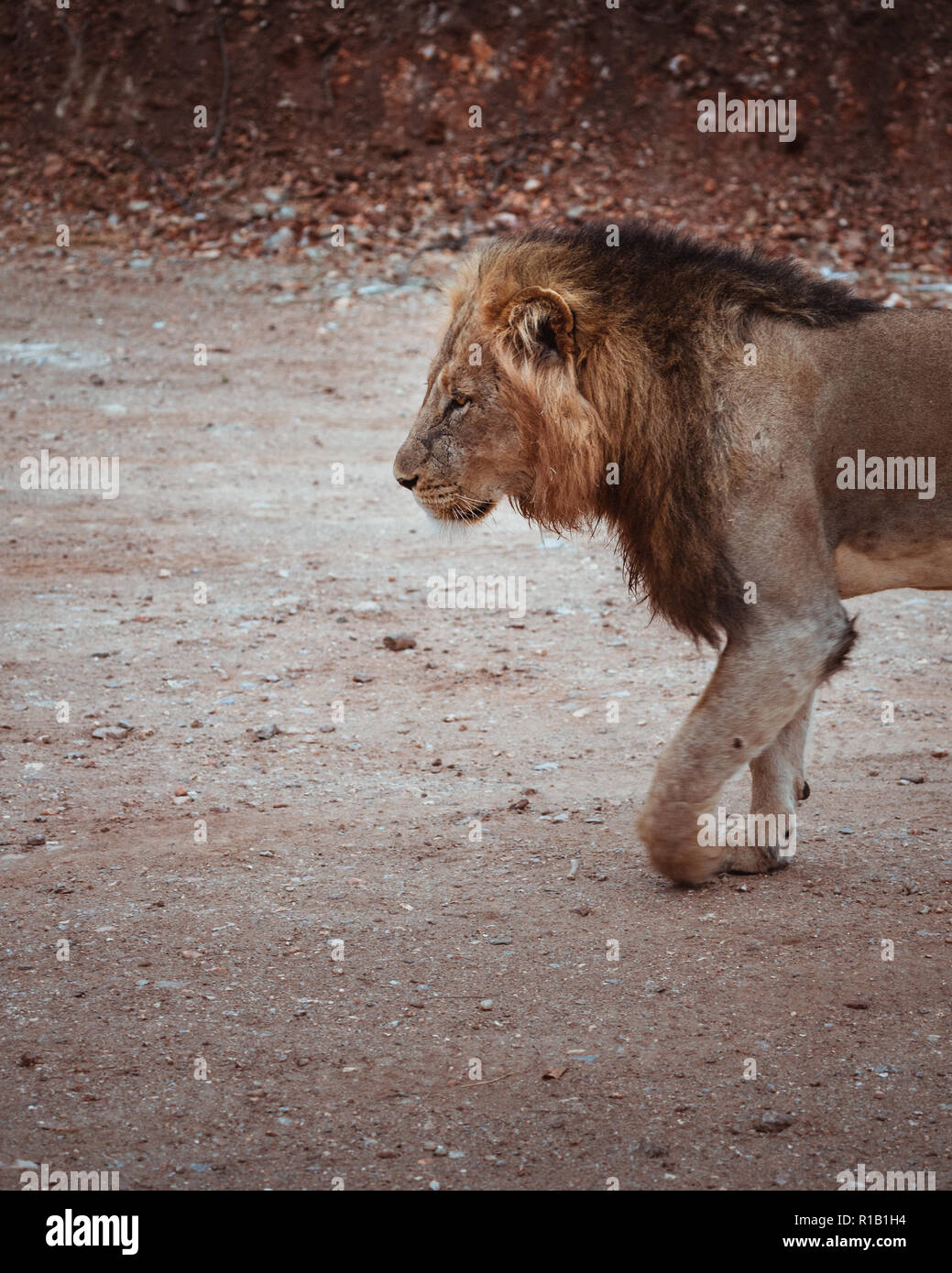 Scar the lion king hi-res stock photography and images - Alamy