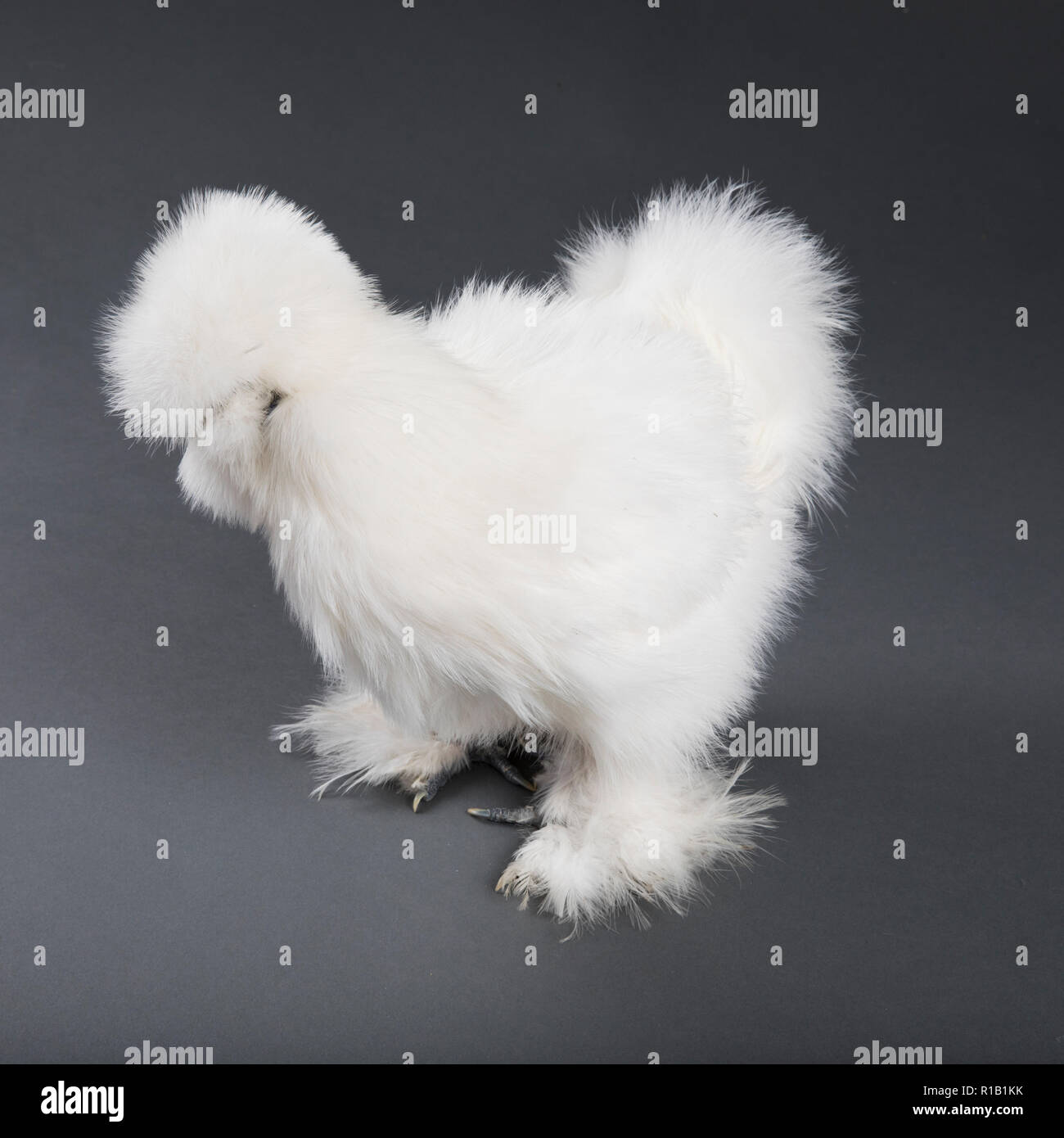 Fluffy white silkie hen photographed in studio on gray background Stock ...