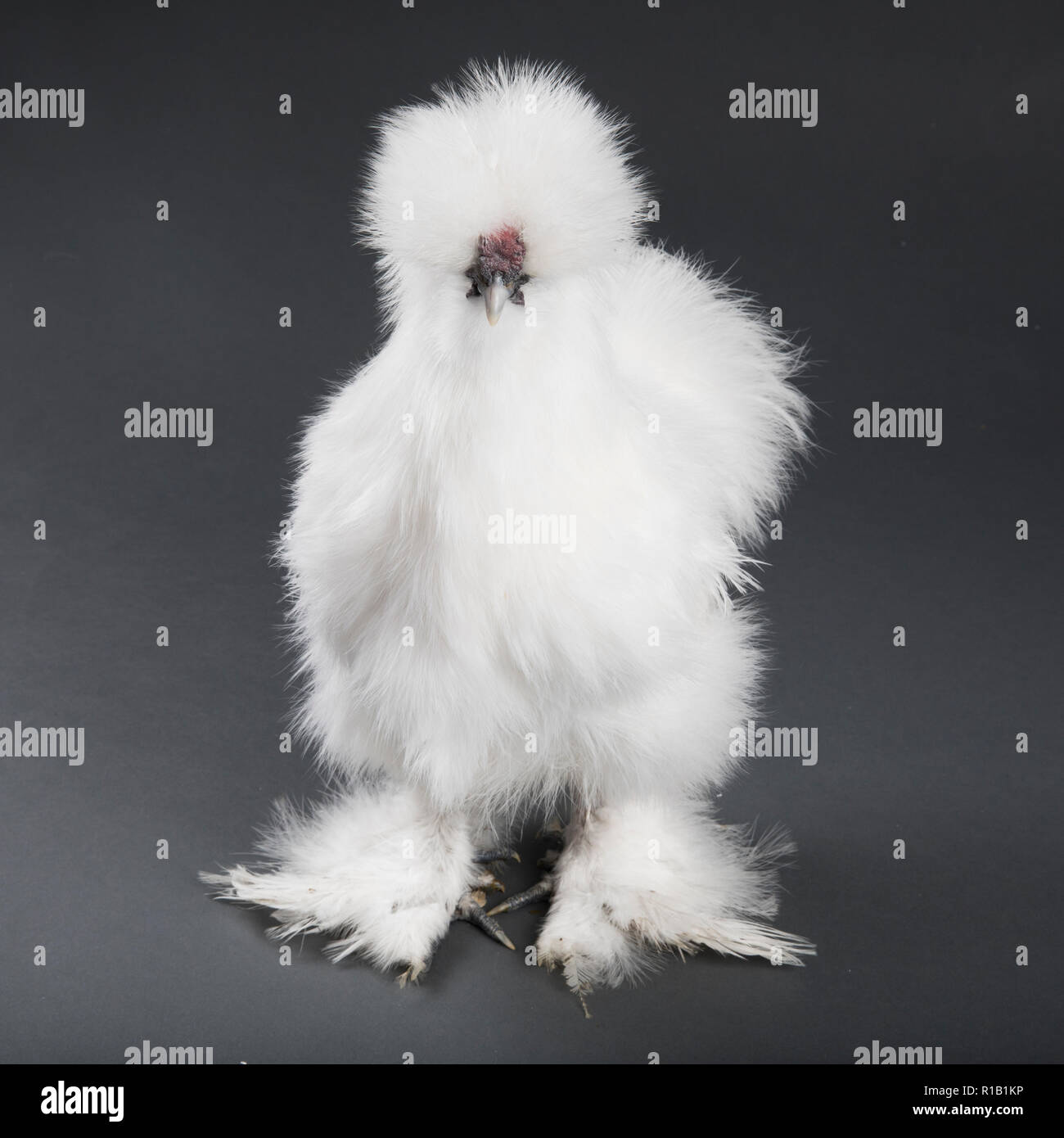 Fluffy white silkie rooster photographed in studio on gray background ...