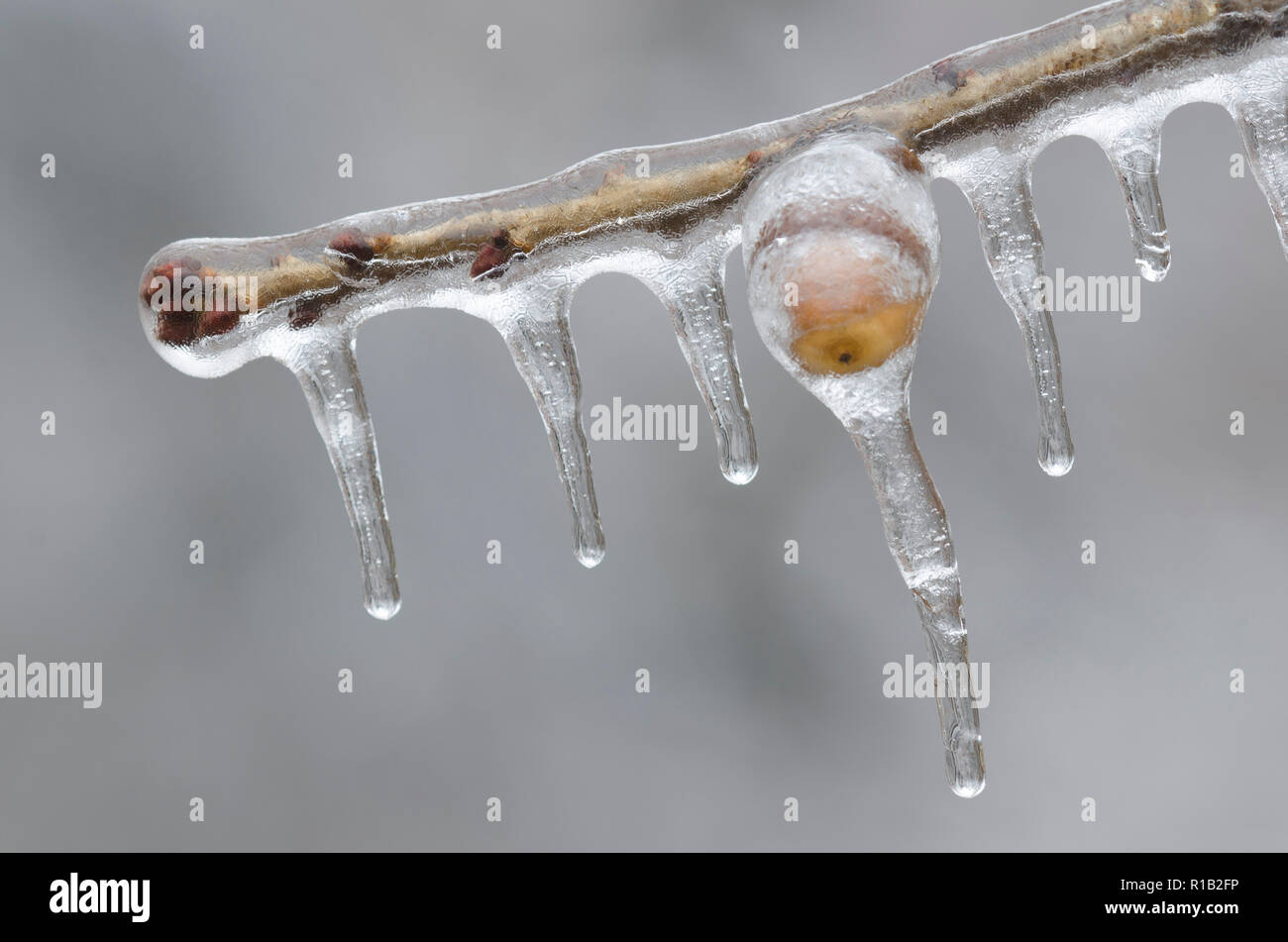 Ice covered acorn hi-res stock photography and images - Alamy