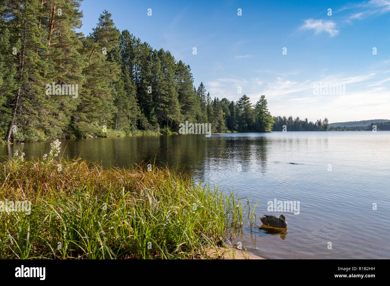 Algonquin trees hi-res stock photography and images - Alamy