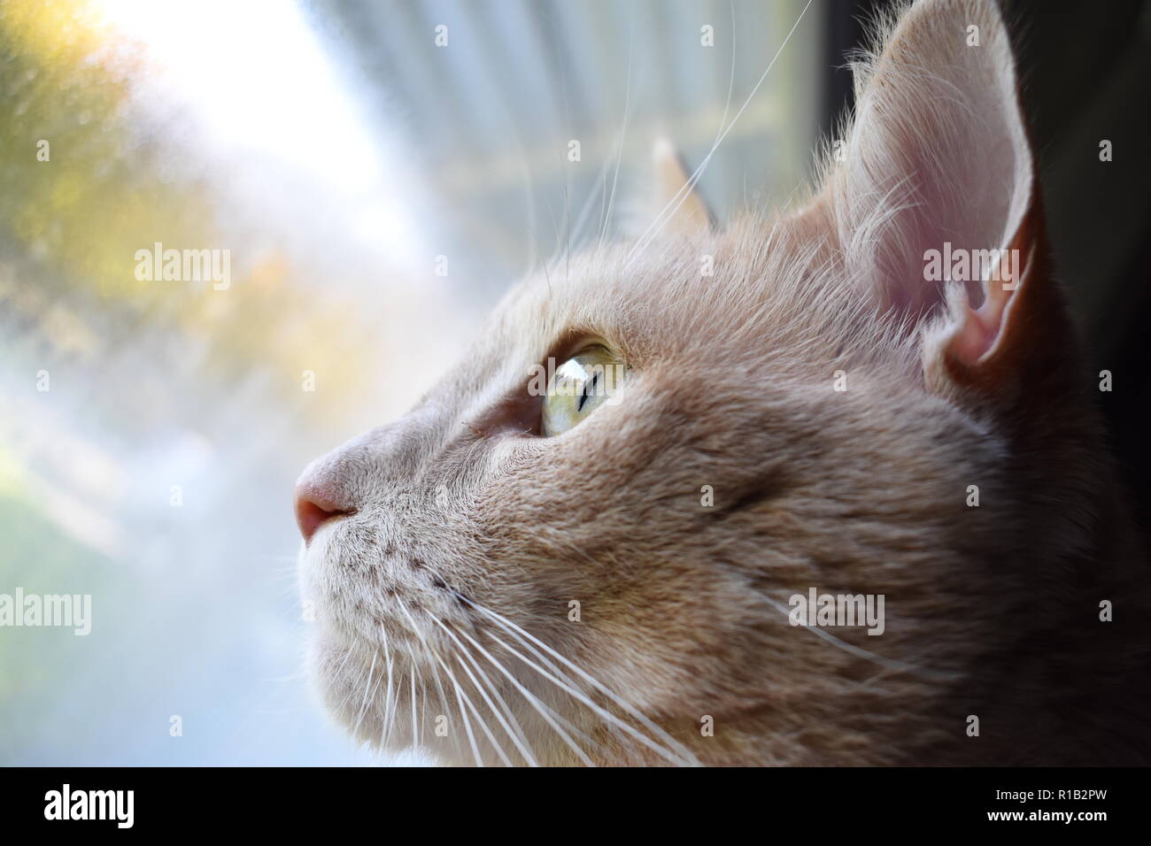 Tan cat hi-res stock photography and images - Alamy