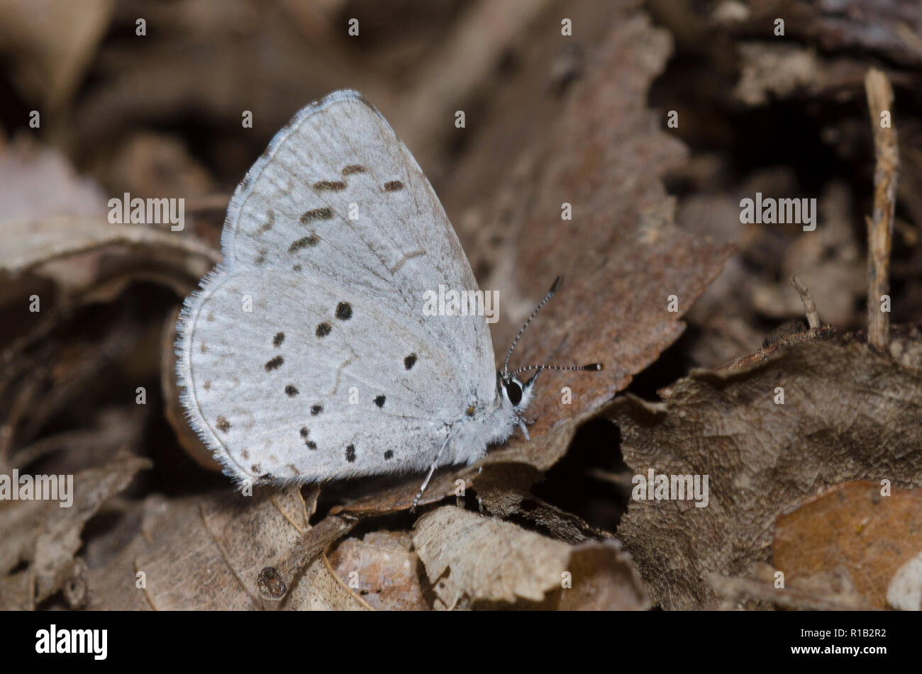 Summer Azure, Celastrina neglecta, female Stock Photo - Alamy