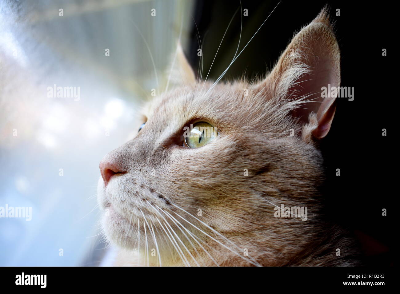 Buff cat hi-res stock photography and images - Alamy