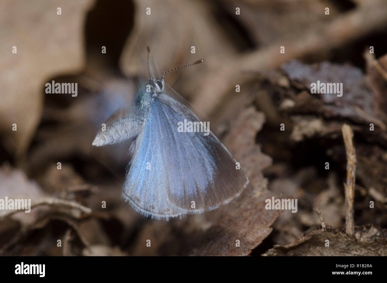 Summer Azure, Celastrina neglecta, female taking flight Stock Photo - Alamy