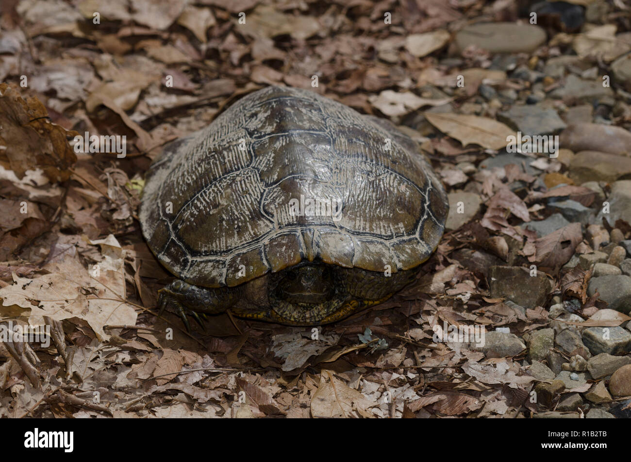 Red-eared slider, Trachemys scripta elegans, with head tucked in Stock ...