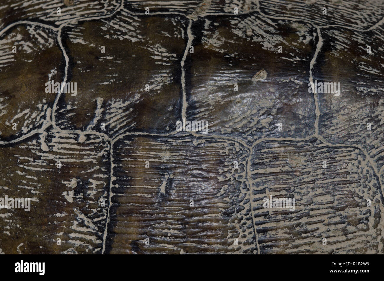 Red-eared slider, Trachemys scripta elegans, shell pattern Stock Photo ...