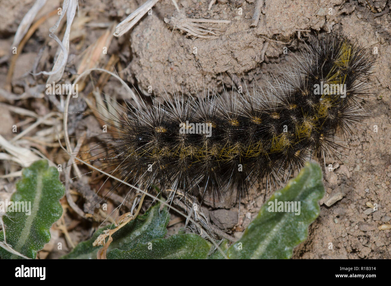 Furry black caterpillar hi-res stock photography and images - Alamy