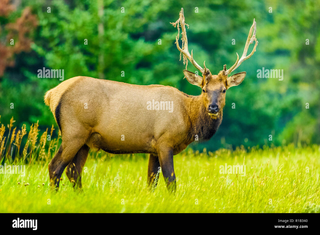 Elk in Jasper National Park, Alberta Canada Stock Photo - Alamy