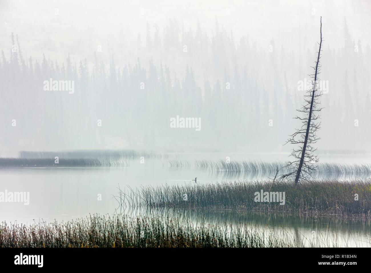 Talbot lake alberta canada hi-res stock photography and images - Alamy