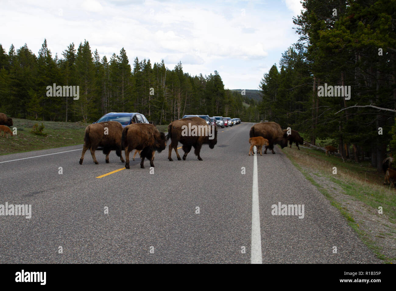 Buffalo crossing a road in Yellowstone National Park Stock Photo - Alamy