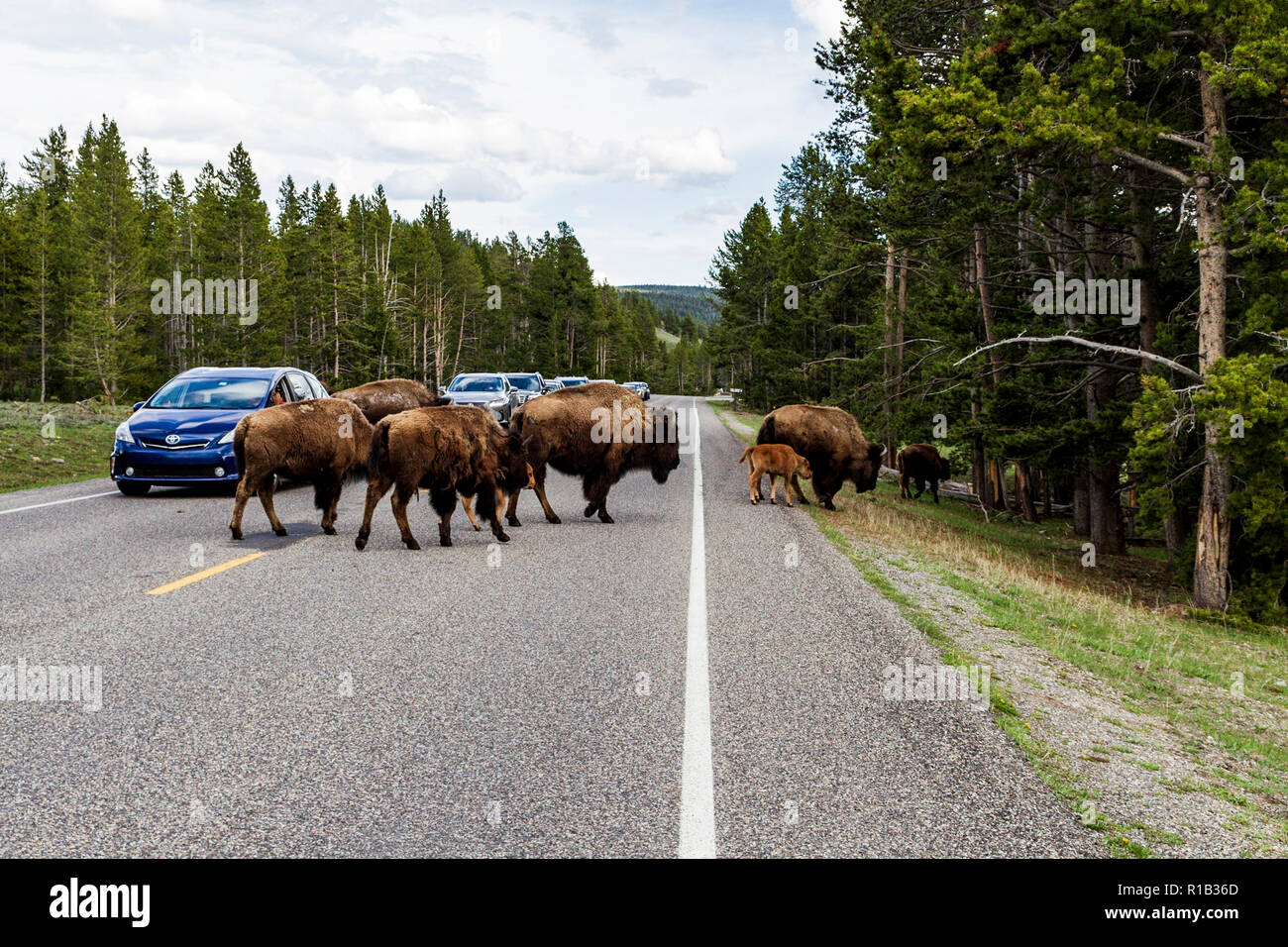 Buffalo crossing road in yellowstone national park hi-res stock ...