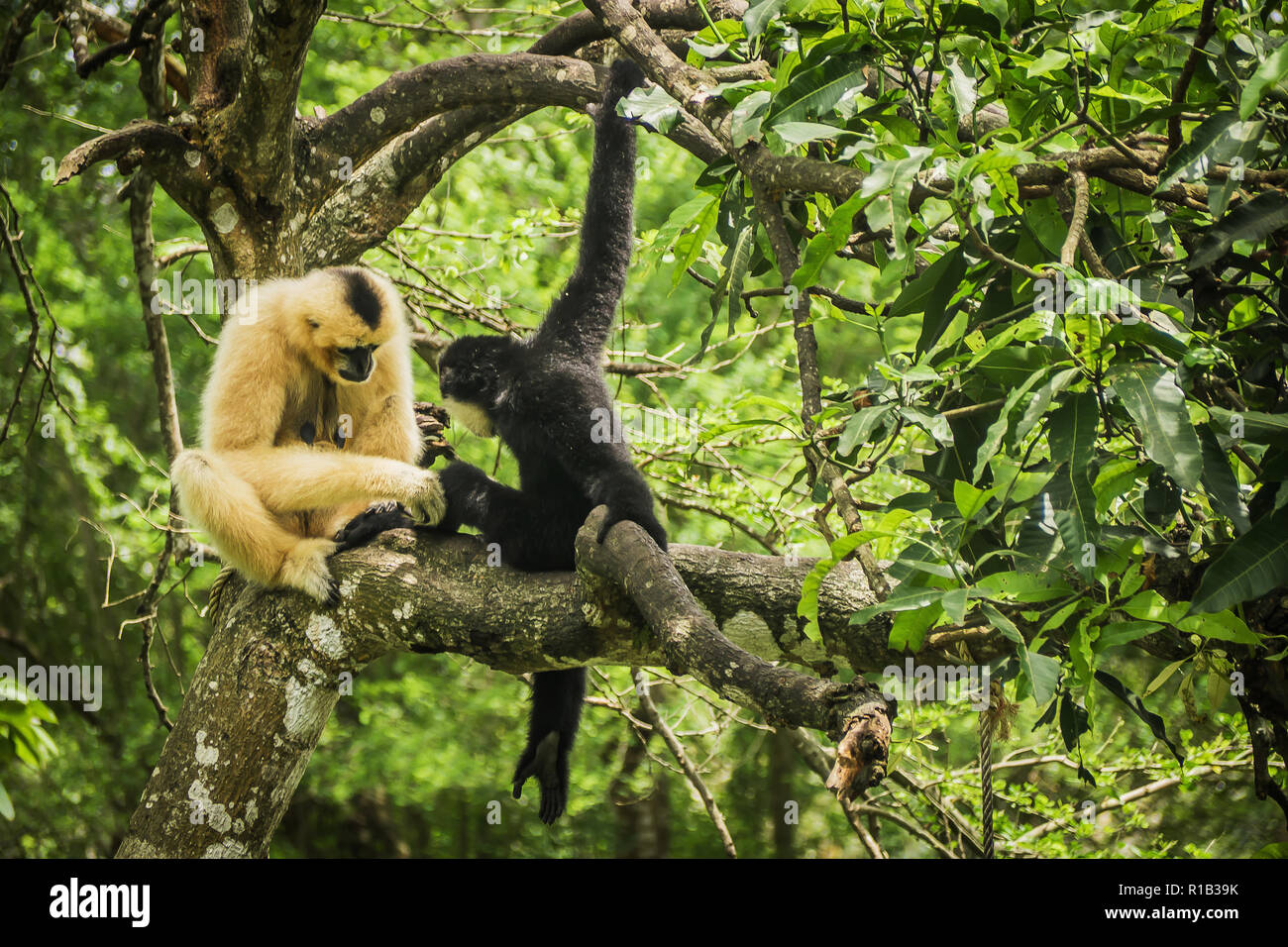 gibbon on the tree Stock Photo - Alamy