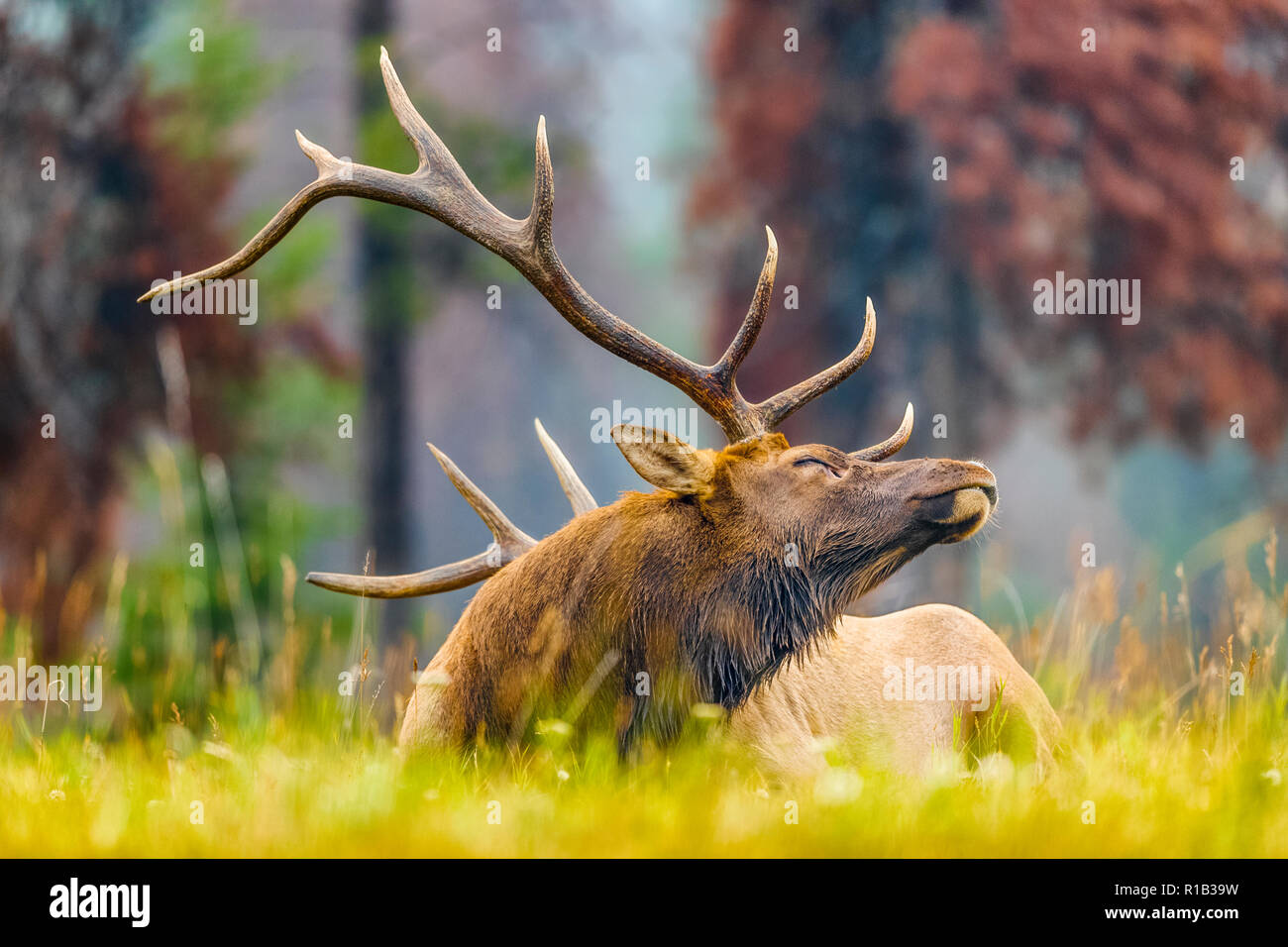 Bull elk wapiti jasper national park hi-res stock photography and ...