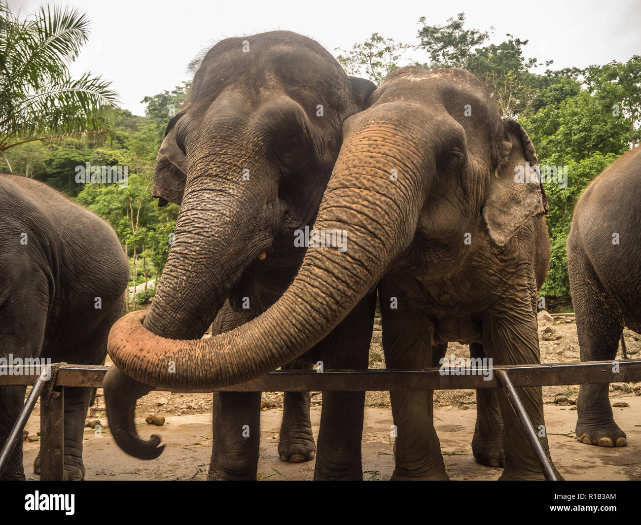 Close up portrait of elephant asia Stock Photo - Alamy