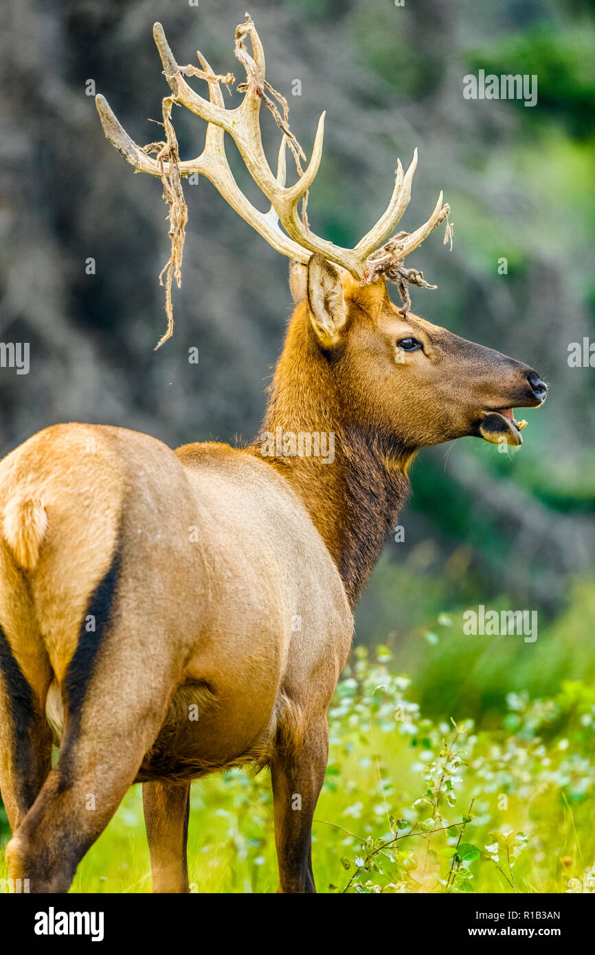 Elk in Jasper National Park, Alberta Canada Stock Photo - Alamy