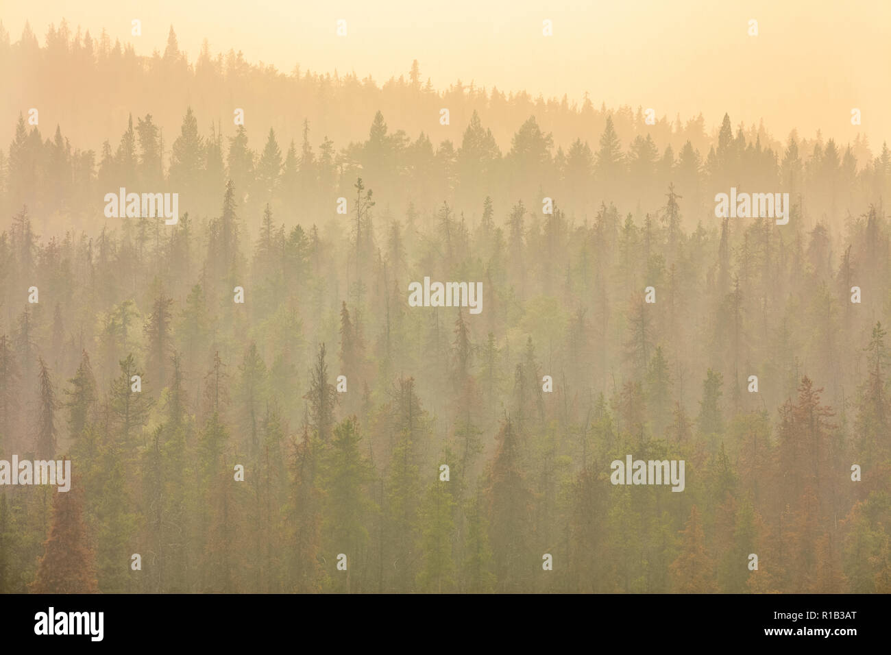 Forest in haze, Jasper National Park, Alberta Canada Stock Photo - Alamy
