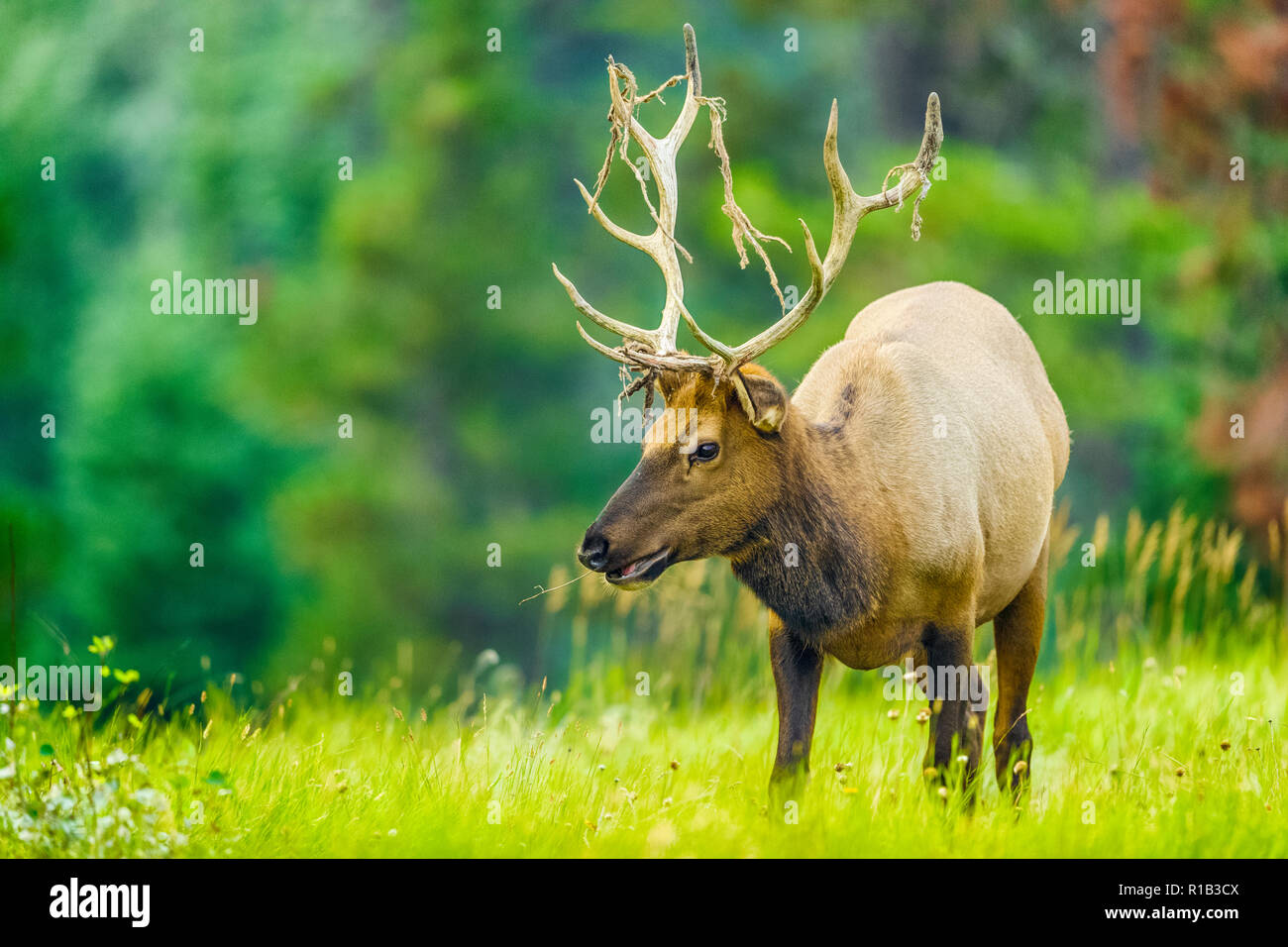 Elk in Jasper National Park, Alberta Canada Stock Photo - Alamy