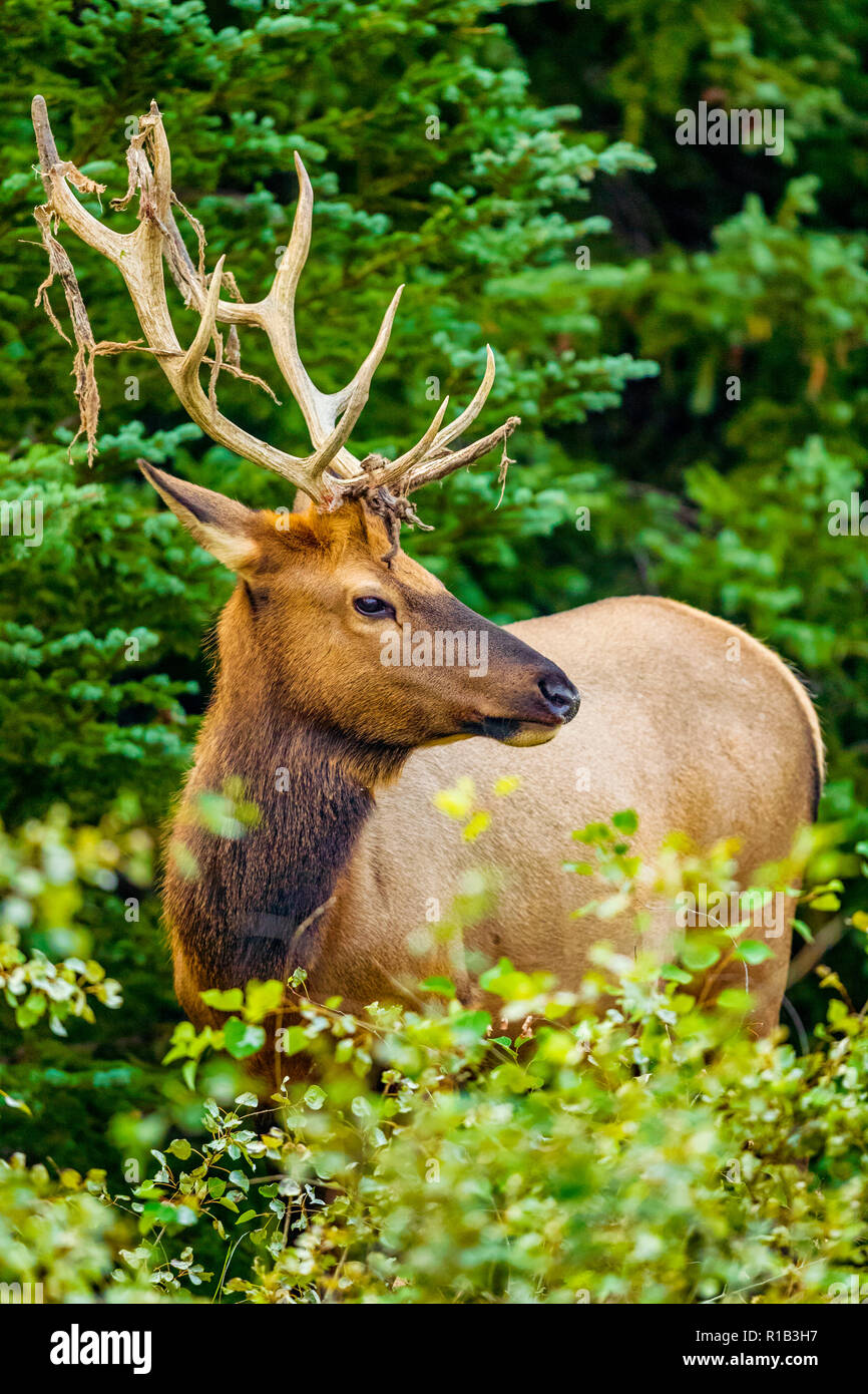 Elk in Jasper National Park, Alberta Canada Stock Photo - Alamy