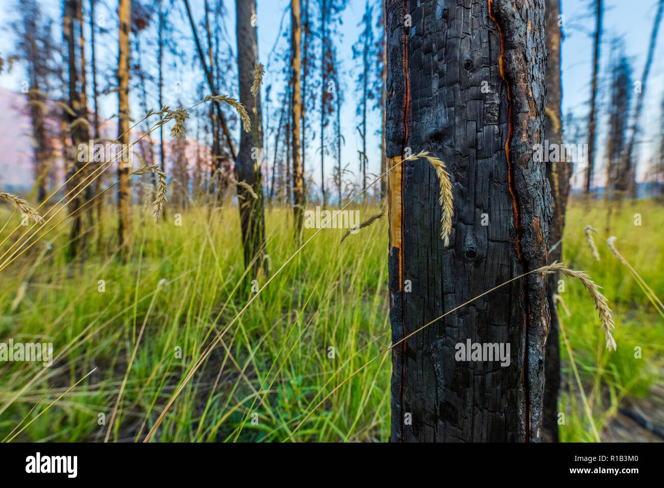 Wildfire aftermath in Jasper National Park, Alberta Canada Stock Photo ...