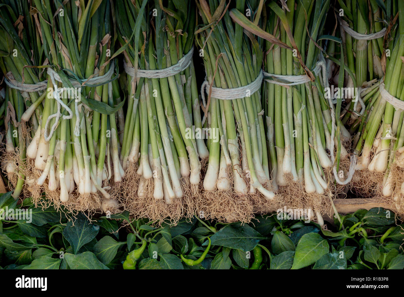 Stacks of green onions outdoors in the view Stock Photo - Alamy