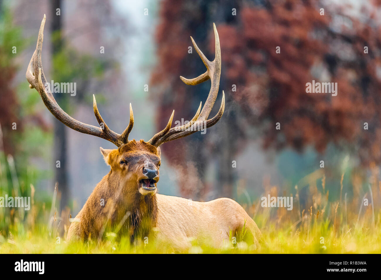 Elk in Jasper National Park, Alberta Canada Stock Photo - Alamy
