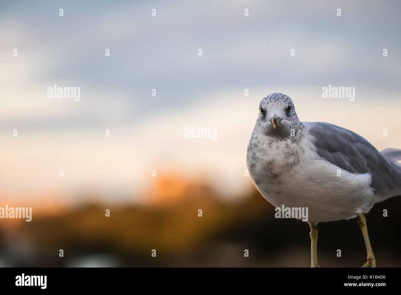 The seagul hi-res stock photography and images - Alamy