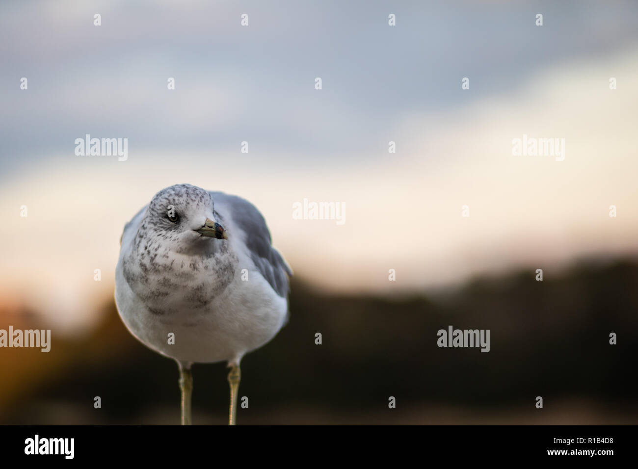 The seagul hi-res stock photography and images - Alamy
