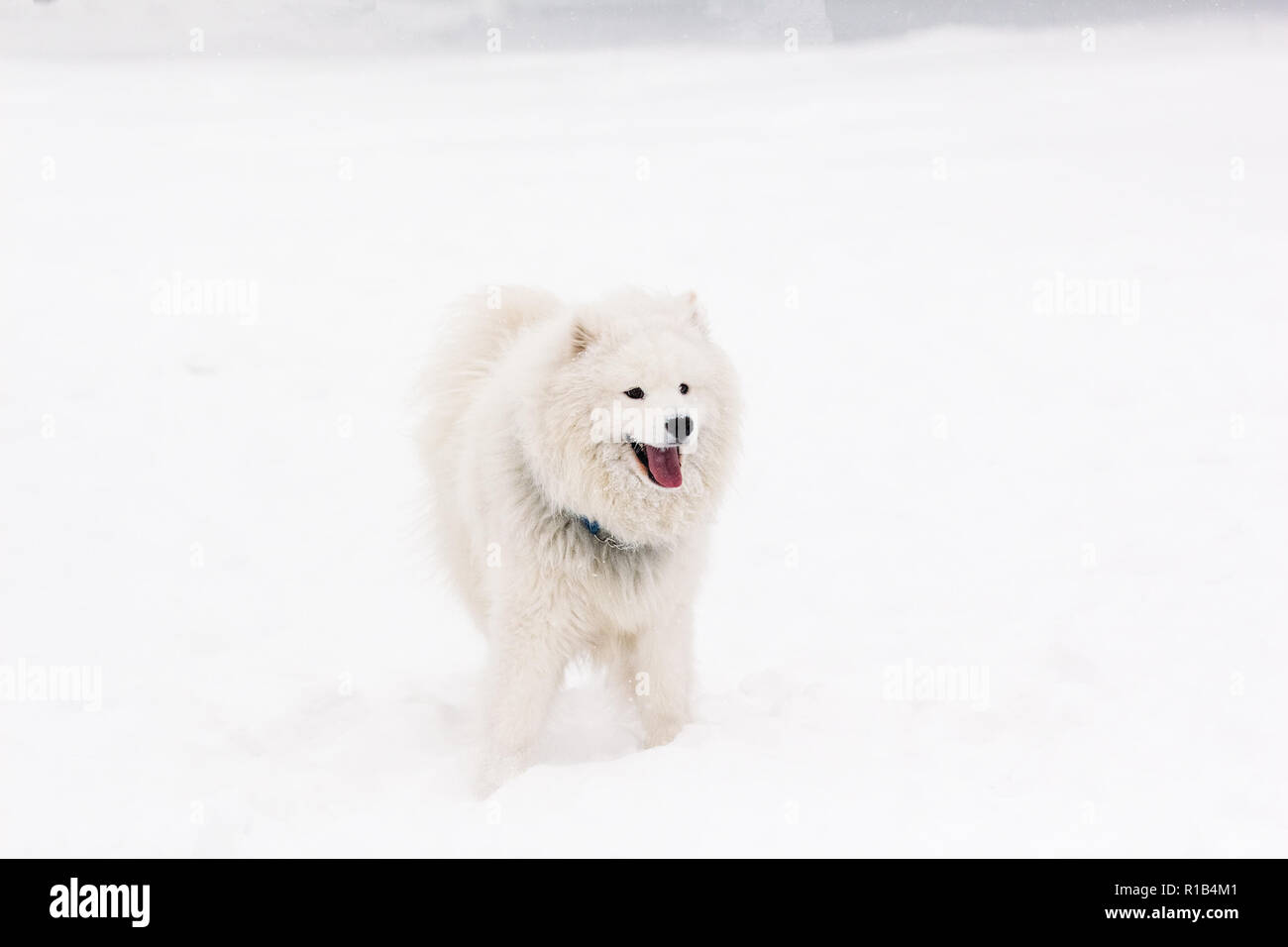 Purebred samoyed white color in the snow Stock Photo - Alamy