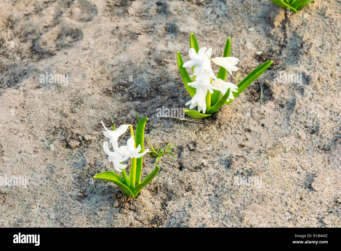 Flowers hyacinths of white color sprouted in the open ground in early ...
