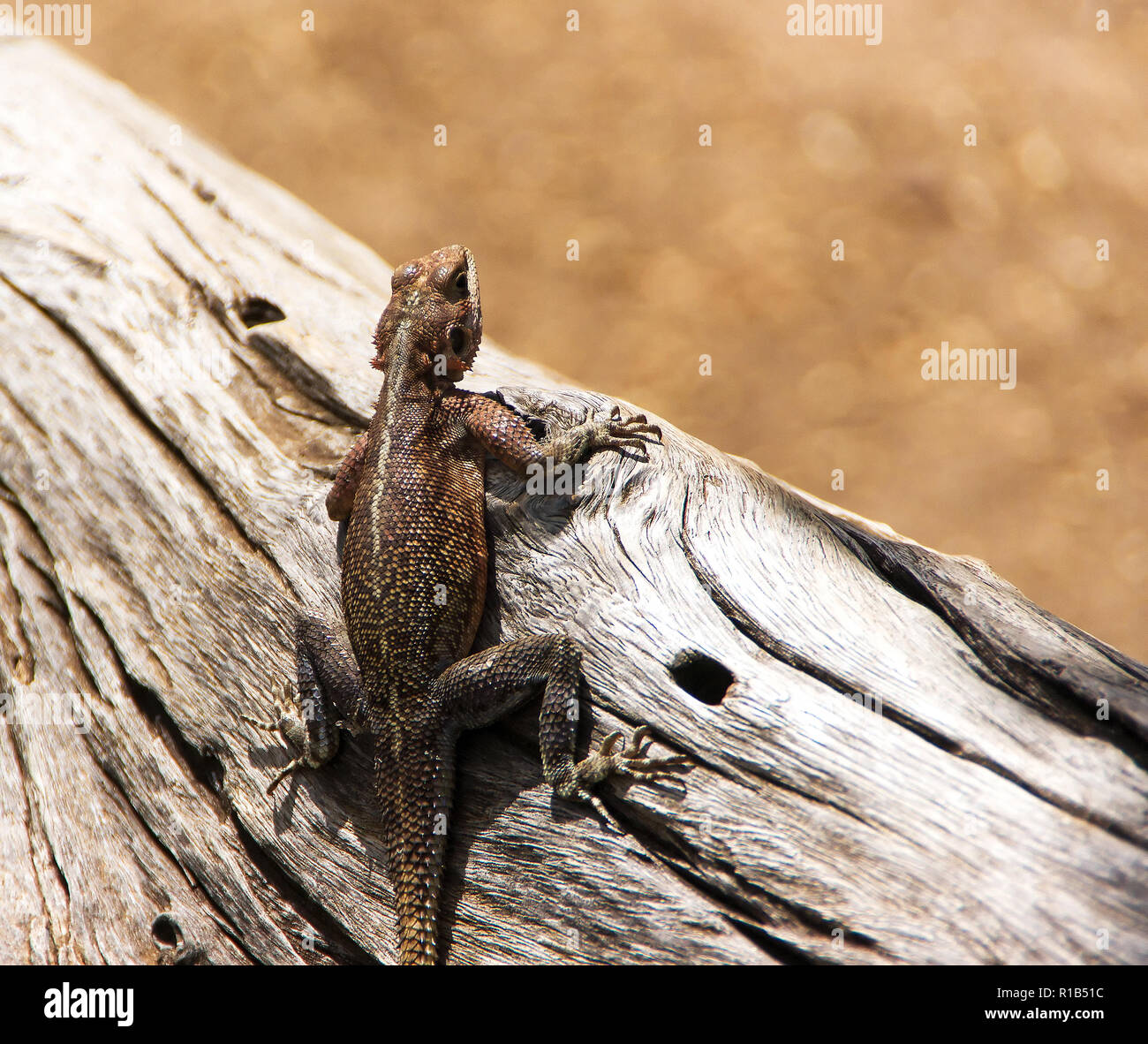 African lizard hi-res stock photography and images - Alamy