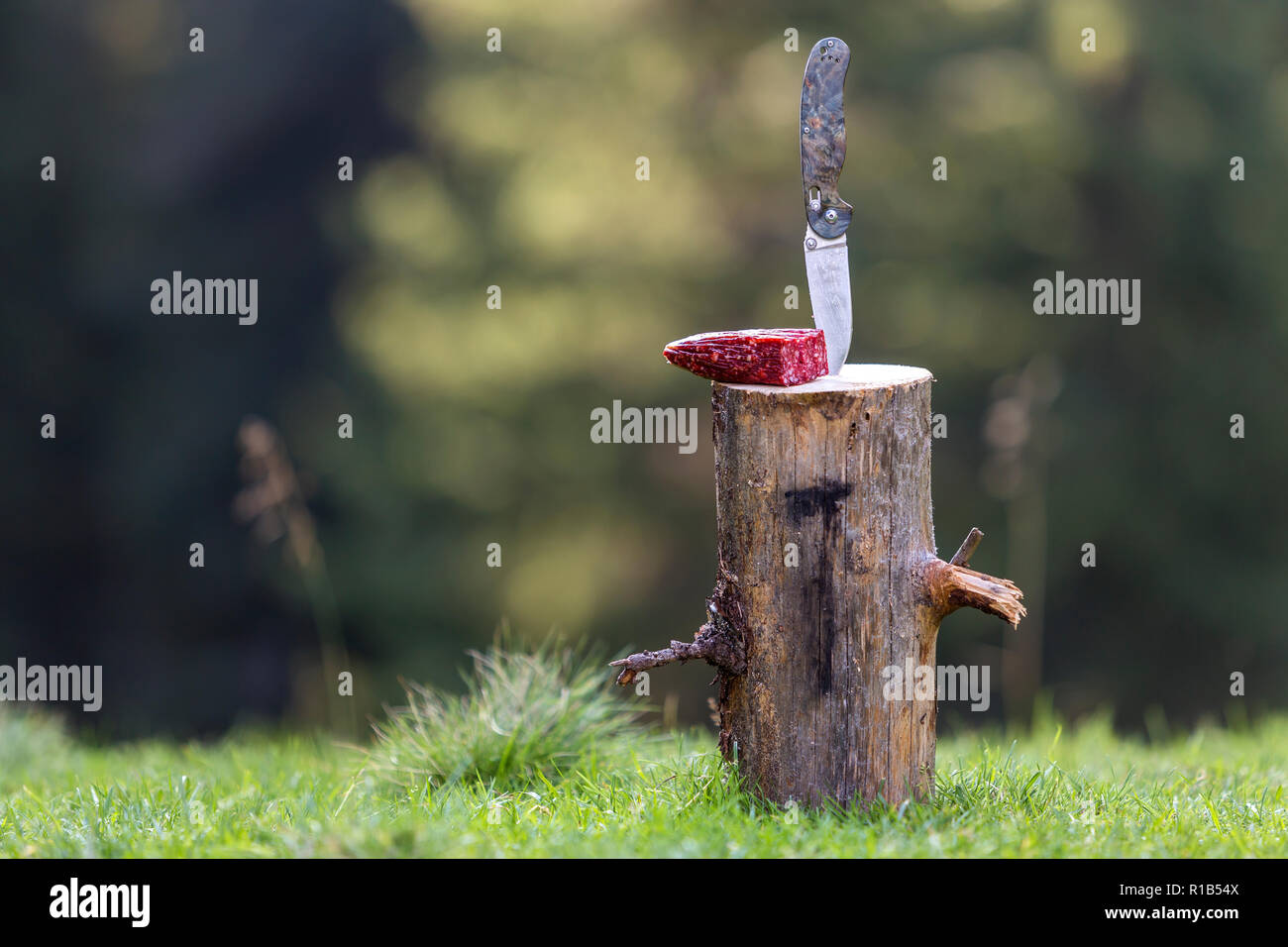 Close-up of folding pocket knife stuck vertically in tree stump and ...