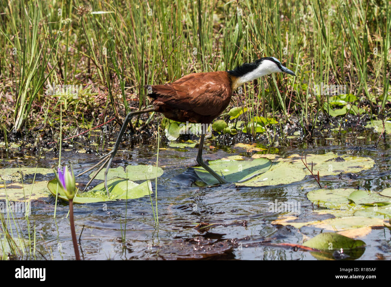 Mabamba swamp hi-res stock photography and images - Alamy