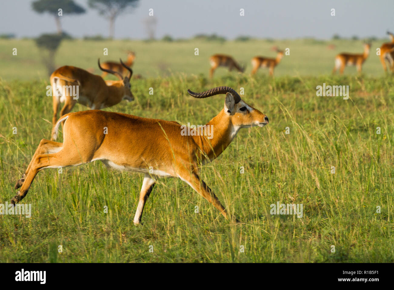 kob (Kobus kob) kob (Kobus kob) jumping Stock Photo - Alamy
