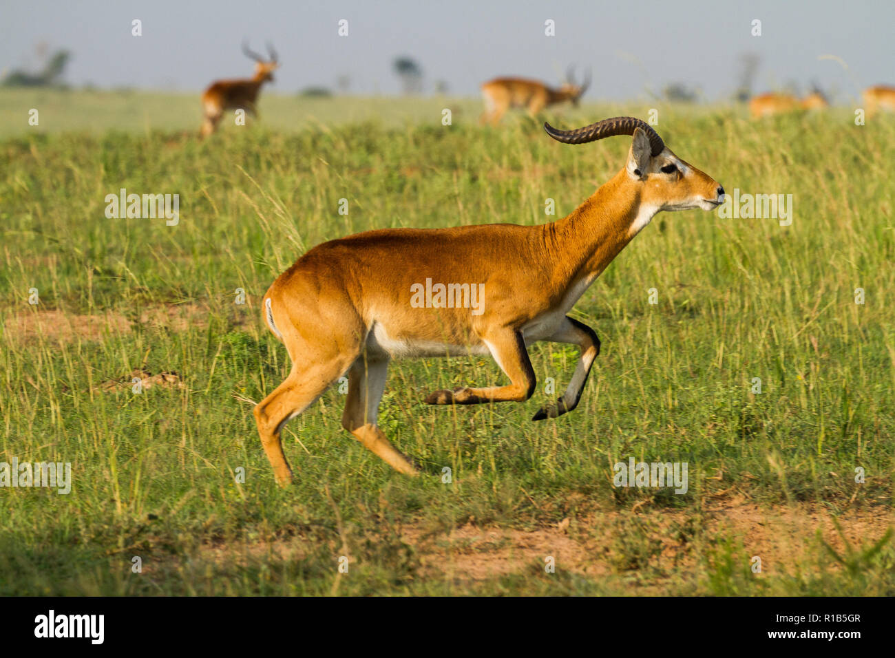 kob (Kobus kob) in An impressive jump Stock Photo - Alamy