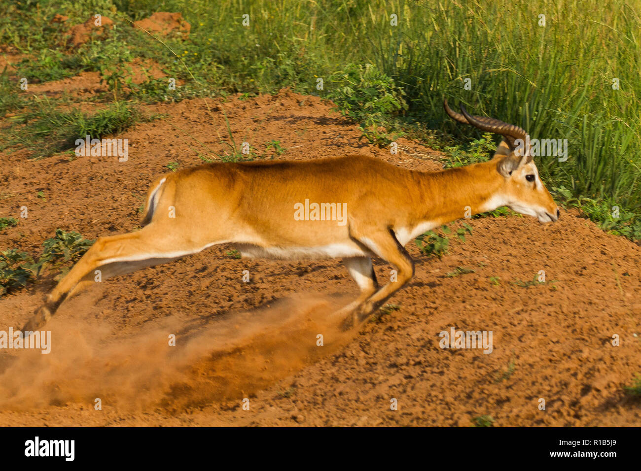 kob (Kobus kob) in An impressive jump Stock Photo - Alamy