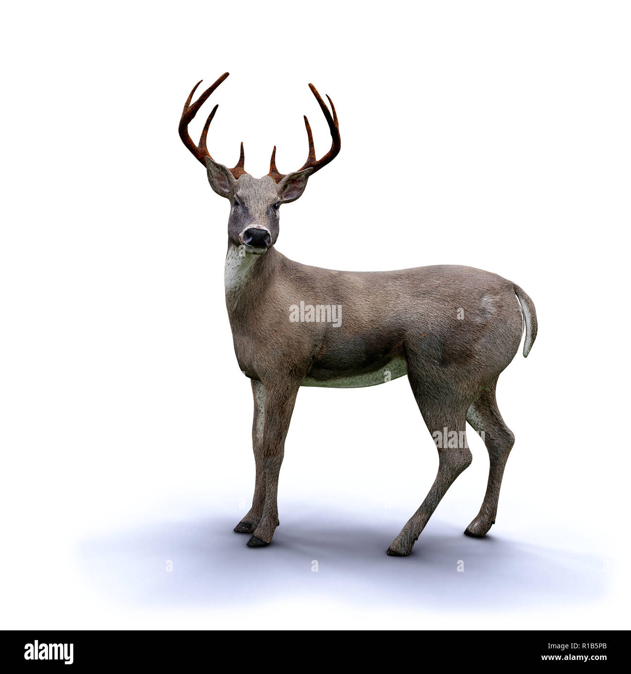 Sika deer buck hi-res stock photography and images - Alamy